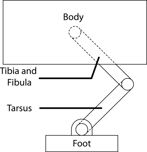 Simulating the Bird's Leg as a Double Inverted Pendulum